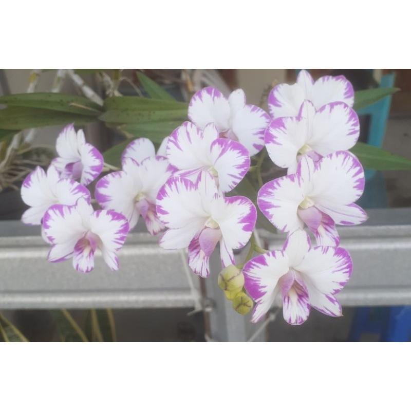 Jual anggrek dendrobium mini, id enoby purple splash | Shopee Indonesia