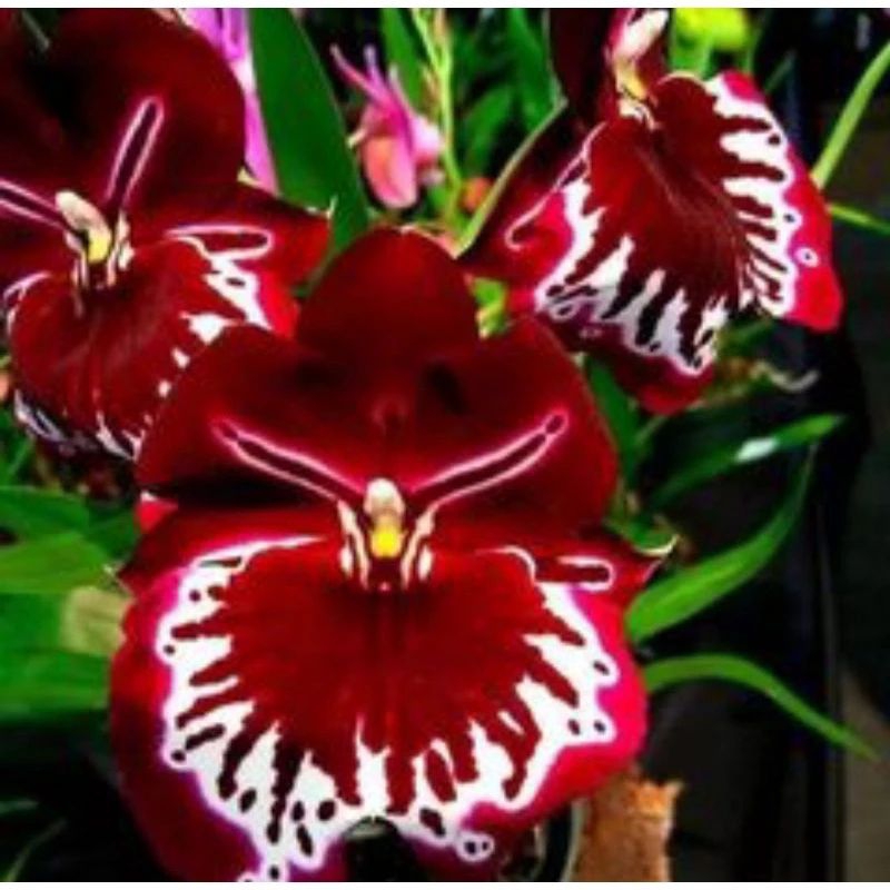 Jual promo tanaman anggrek dendrobium bunga red-white | Shopee Indonesia