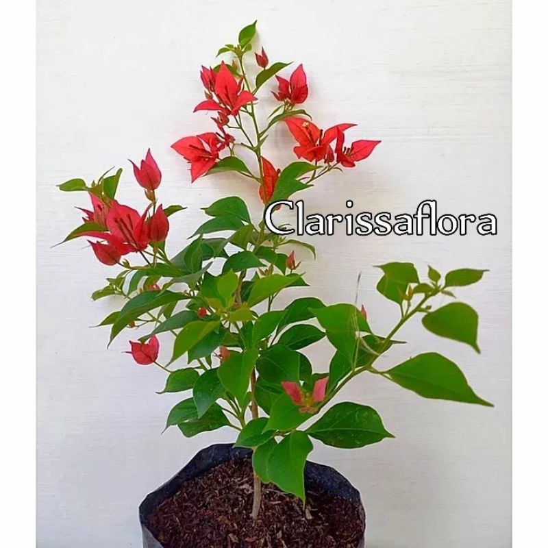 Jual Promo Tanaman Hias Bougenville Bunga Merah Tanaman Hias Hidup