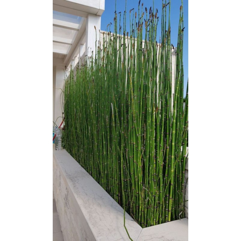 Jual Pohon Bambu Air - Tanaman Hias Pot Bambu Air | Shopee Indonesia