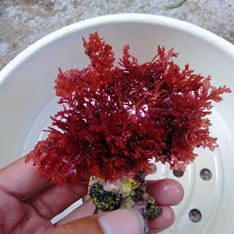 Jual Macro algae merah Super red | Shopee Indonesia