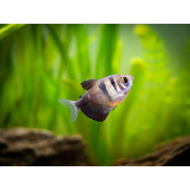 Jual ikan hias fish tetra neon / ikan fish neon tetra / ikan warna ...
