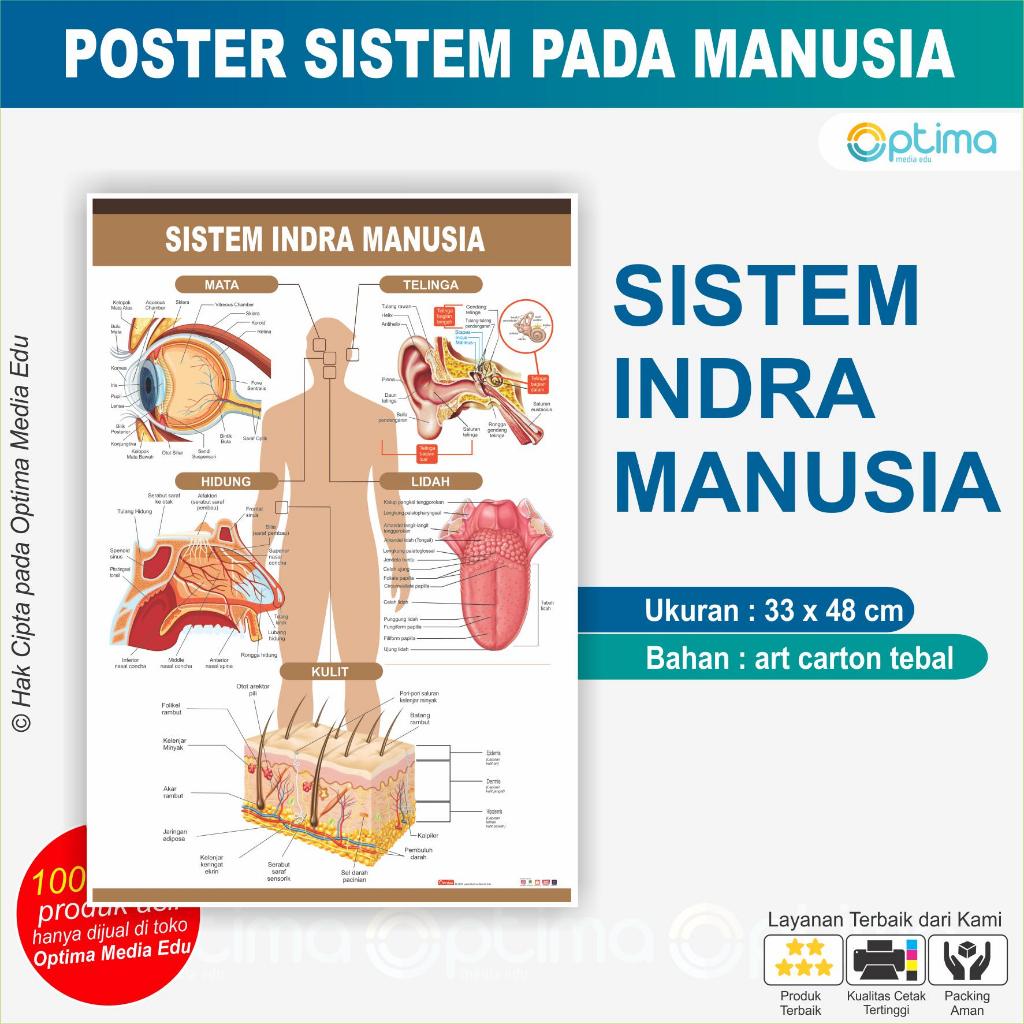 Jual Poster Carta Anatomi Sistem pada Manusia : Endokrin, Indra ...