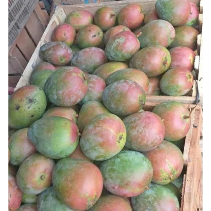 Jual Buah Mangga Brazil/Mentah 1 kg | Shopee Indonesia