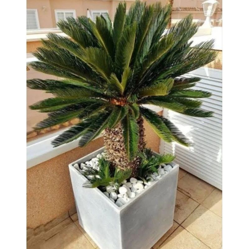 Jual palem sikas/mawar Jambe 1-2 daun 20-35 panjang daun promo murah ...