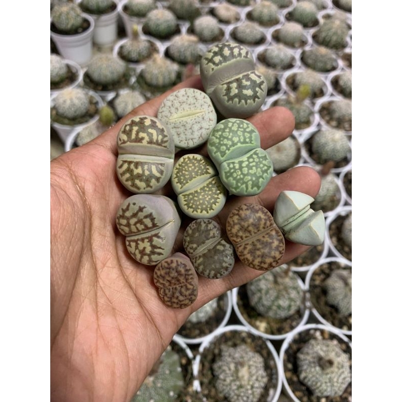 Jual lithops 1 | Shopee Indonesia