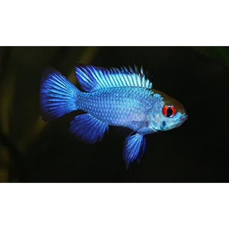 Jual ikan hias Blue elektrik ramirezi | Shopee Indonesia
