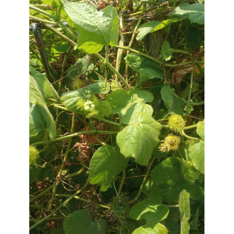 Jual benih biji buah rambusa markisa mini | Shopee Indonesia