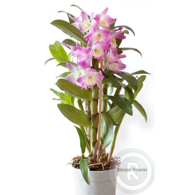 Jual BUNGA ANGGREK DENDROBIUM JUMBO PINK DEWASA / TANAMAN HIAS POHON ...