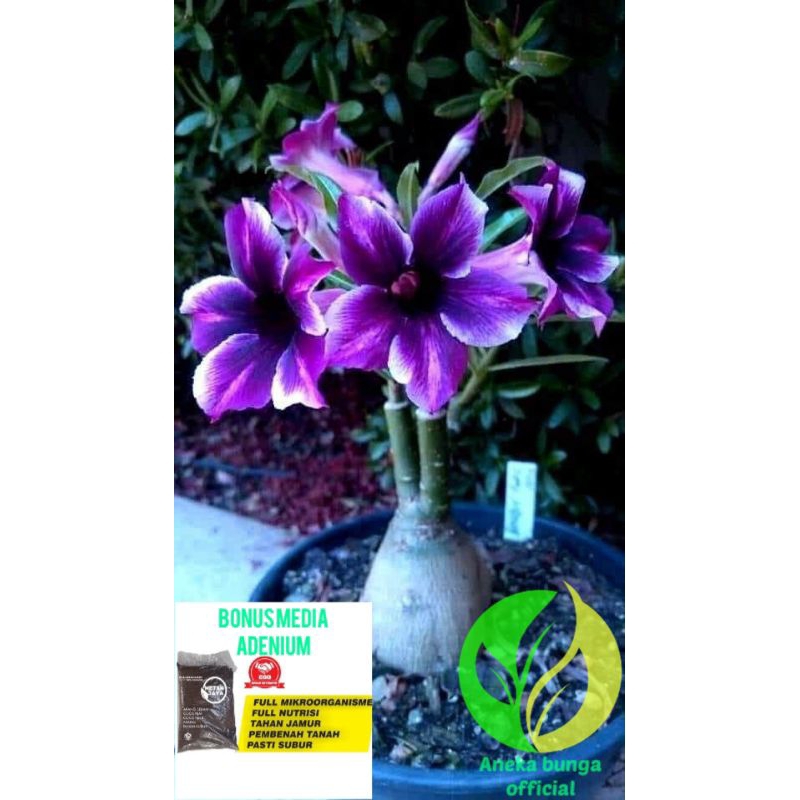 Jual ( Adenium tumpuk + media tanam ) Bunga adenium tumpuk beauty ungu ...