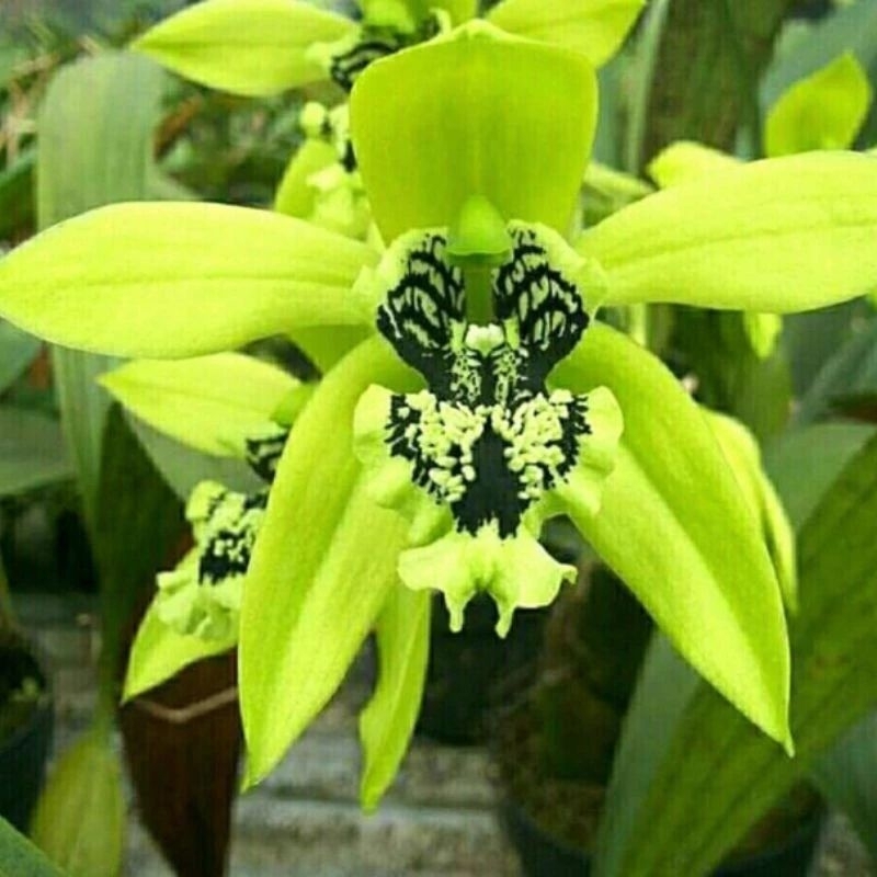 Jual Anggrek Hitam Kalimantan Cologyne Pandurata | Shopee Indonesia