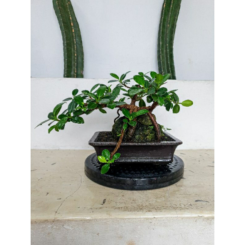 Jual Bonsai ficus korea siap pajang | Shopee Indonesia