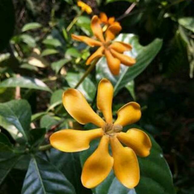 Jual Tanaman Hias Melati Kacapiring Kuning Wangi - Tanaman Bunga ...
