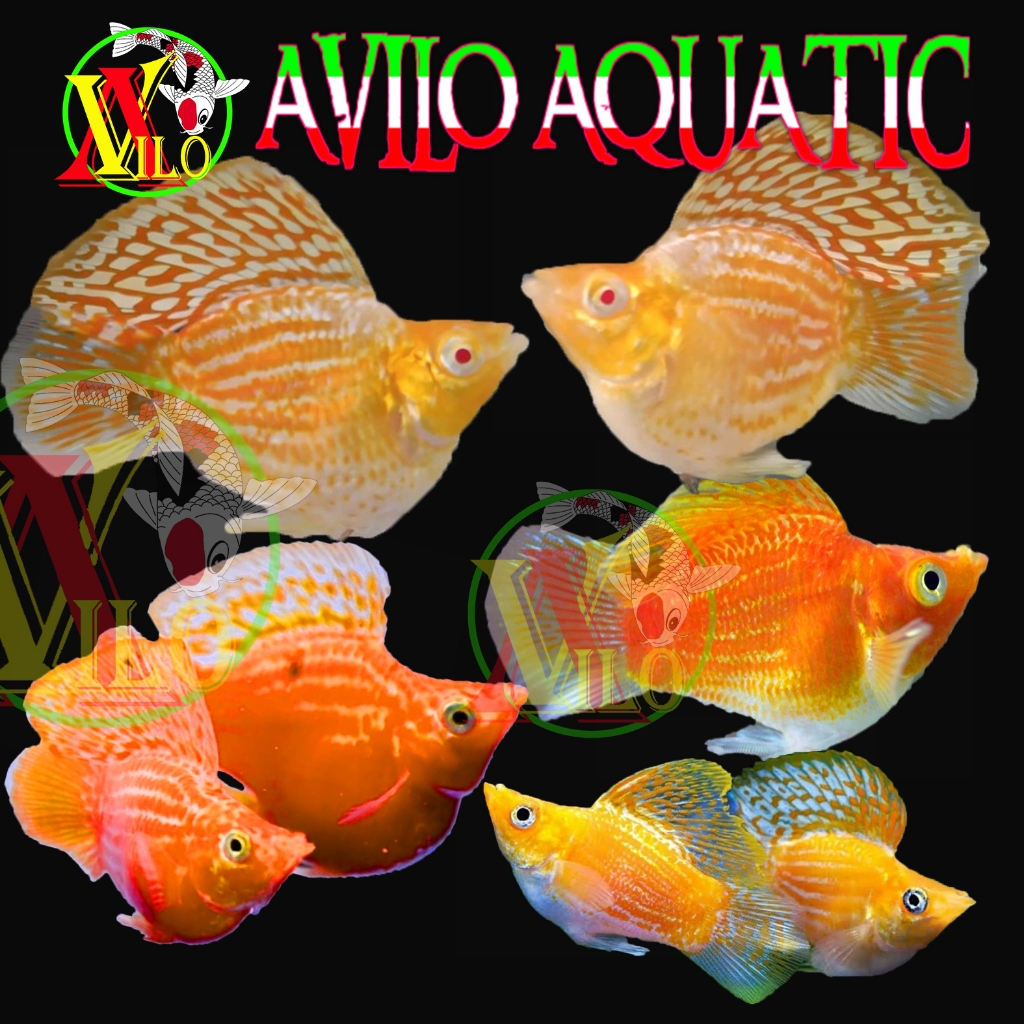 Jual ikan hias molly fish moli golden thai balon size kecil aquascape ...