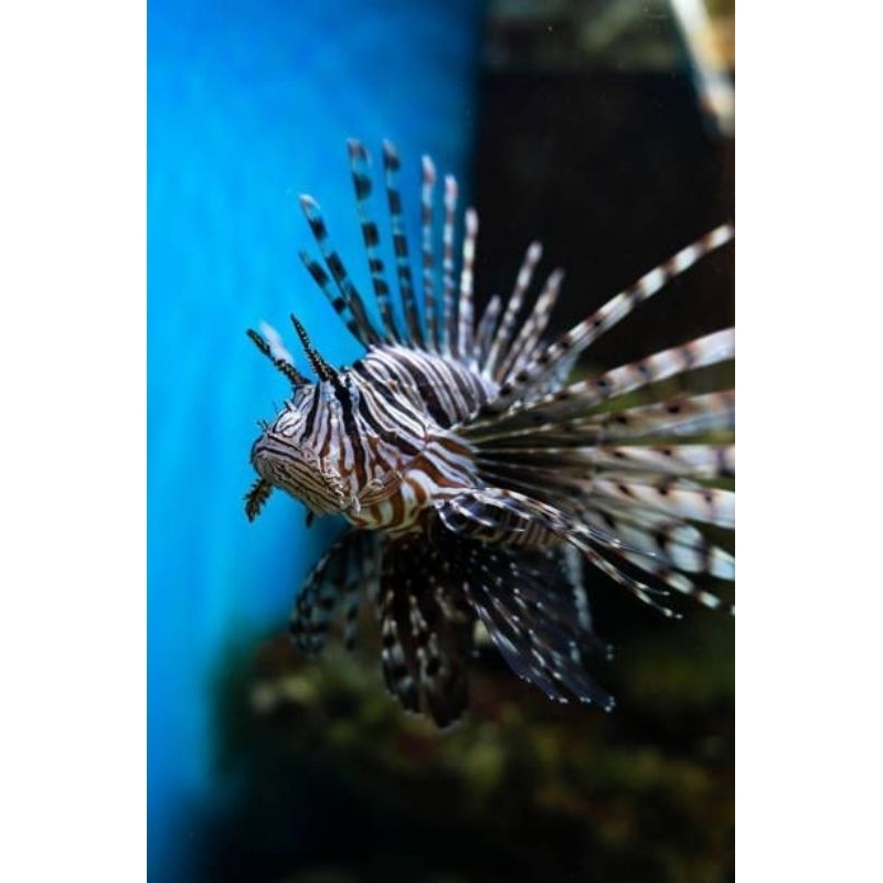 Jual ikan hias laut SCORPION POLITAN XL(SCORPION FISH) | Shopee Indonesia