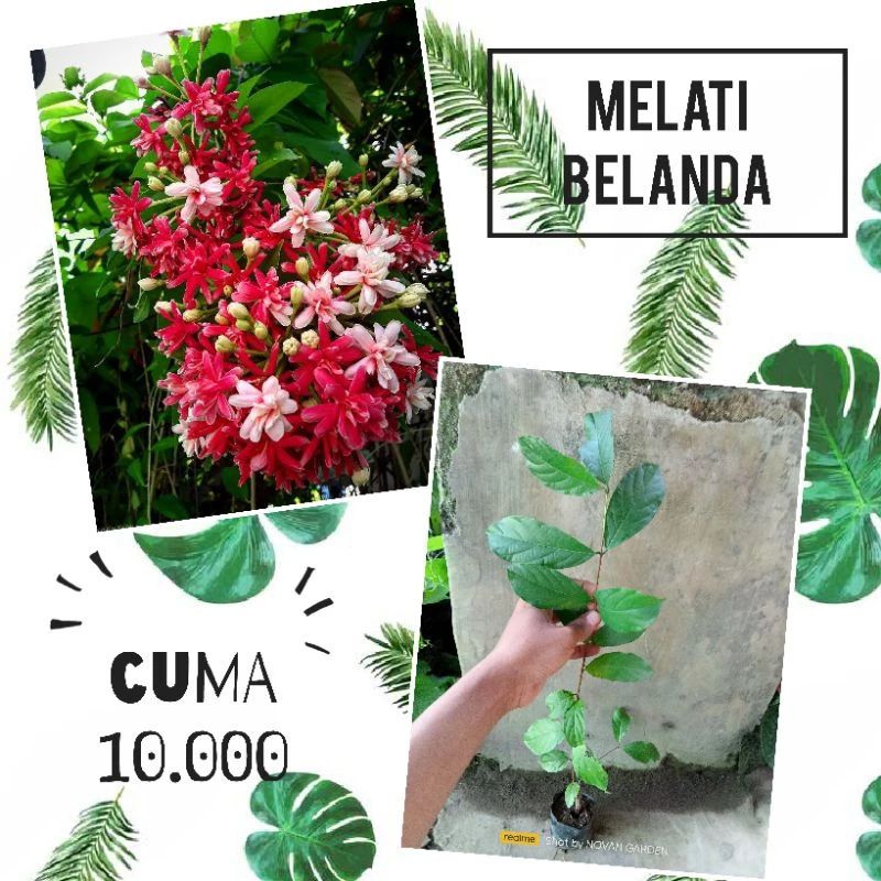 Jual BIBIT TANAMAN MELATI BELANDA WANGI SEMERBAK READY SAMARINDA ...