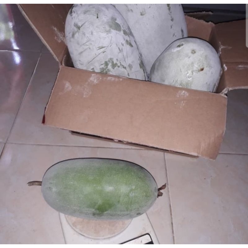 Jual Buah Beligo Bligo Kundur 1 kg segar Fresh BARU Petik, obat Herbal ...