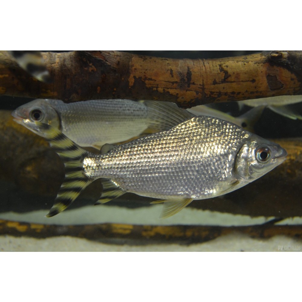 Jual YFF Yellow Flagtail tankmate | Shopee Indonesia