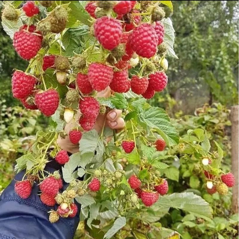 Jual Bibit tanaman buah Raspberry merah cepat berbuah | Shopee Indonesia