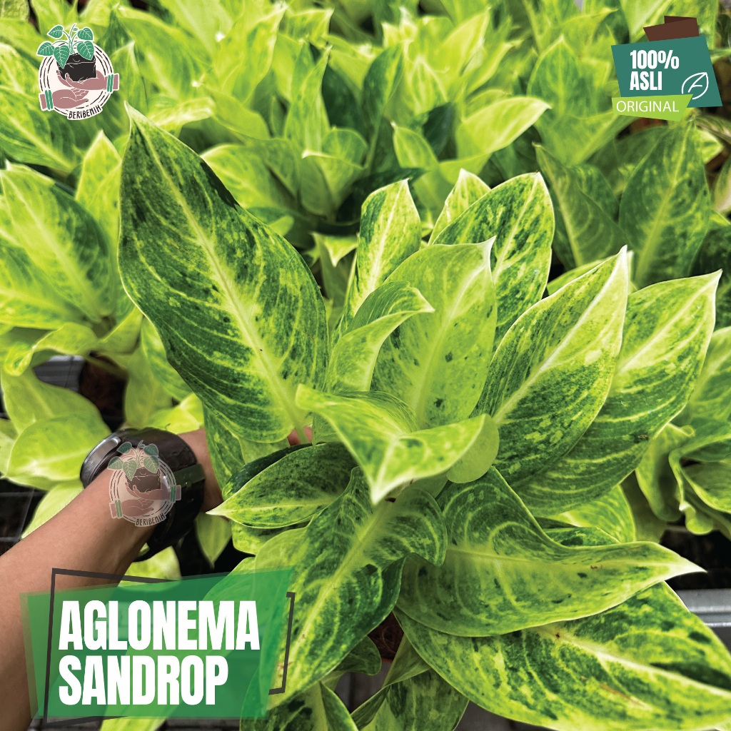 Jual Aglonema SanDrop Sundrop Tanaman Hias Bunga Hijau Akar Por Sehat ...