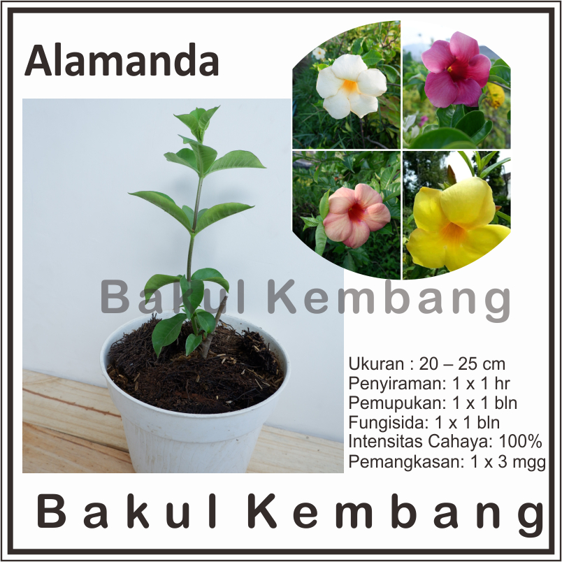 Jual Tanaman Bunga Merambat Alamanda (Allamanda cathartica)Rimbun ...