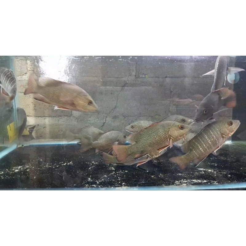 Jual Ikan Mangrove jack/MJ air tawar size 6-8cm | Shopee Indonesia
