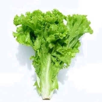 Jual slada 250 gram (Sayur solo) | Shopee Indonesia