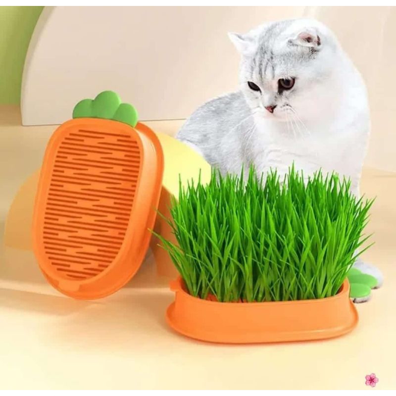 Jual Rumput Kucing Hydroponik Tanaman Rumput untuk Kucing | Shopee ...