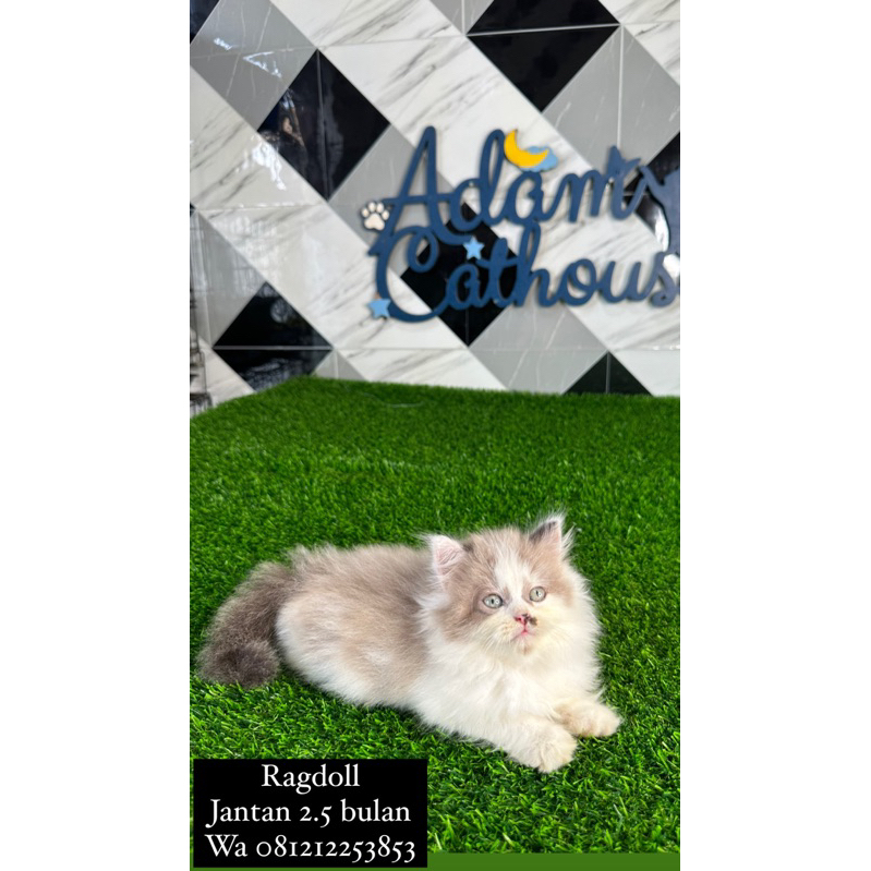 Jual ragdoll jantan 2.5 bulan | Shopee Indonesia
