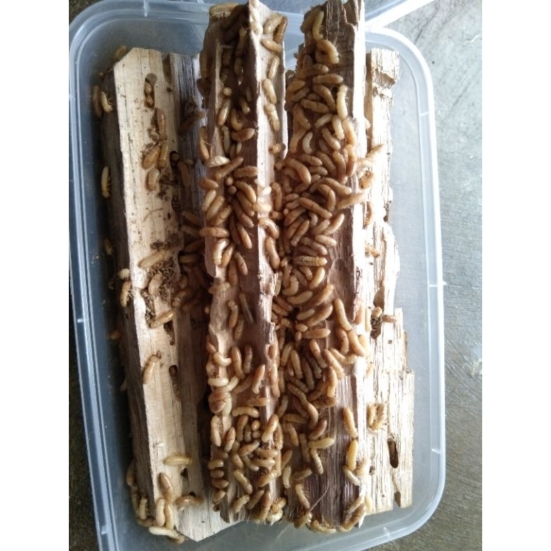 Jual umpan mancing jitu (rayap) WARANGAS/RENGAS/POA/PUA, kemasan 500ml ...