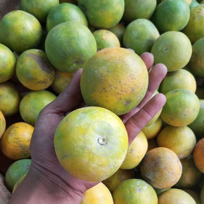 Jual Jeruk Baby Java Fresh ( rasanya manis & juice ) 1kg | Shopee Indonesia