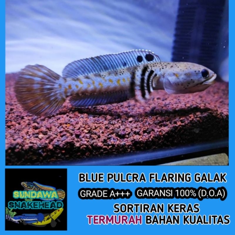 Jual BLUE PULCRA FLARING GALAK (GARANSI 100%) | Shopee Indonesia