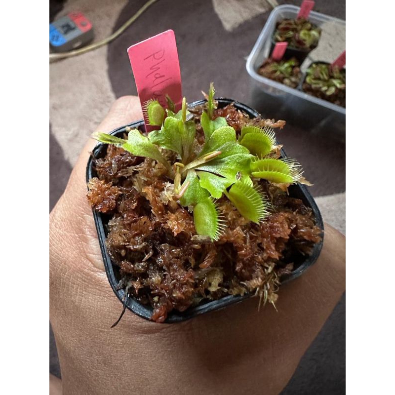 Jual Venus Flytrap Phalanx | Shopee Indonesia