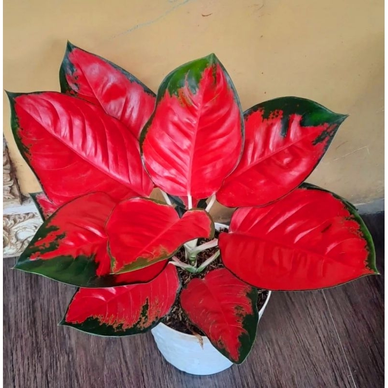 Jual Suksom Jaipong Tanaman Hias Suksom Jaipong Tanaman Hias Murah ...