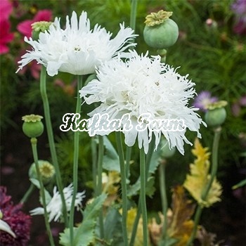 Jual Benih 3 Biji Bunga POPPY Swansdown | Shopee Indonesia