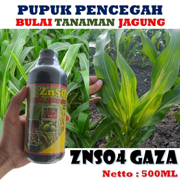 Jual Obat Bulai Daun Jagung Bagus dan Manjur ZNSO4 GAZA 500ML Pupuk ...