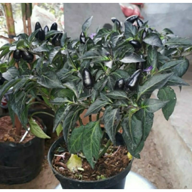 Jual Tanaman cabe hitam | Shopee Indonesia