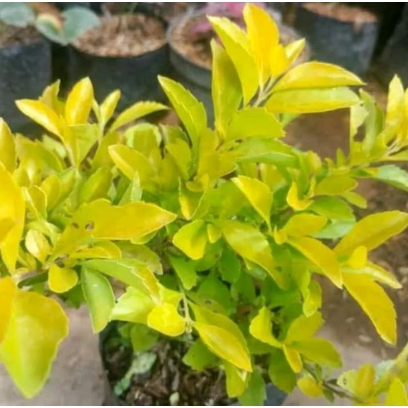 Jual Tanaman Hias Pangkas kuning / tanaman penitian kuning / tanaman ...