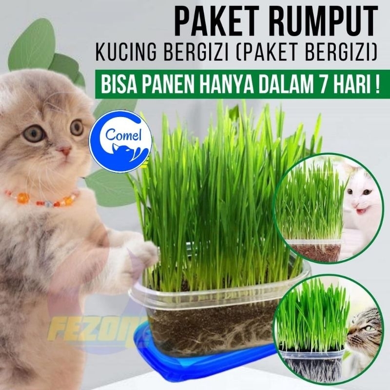 Jual Paket Rumput Kucing Cat Grass Wheatgrass Rumput Benih Gandum ...
