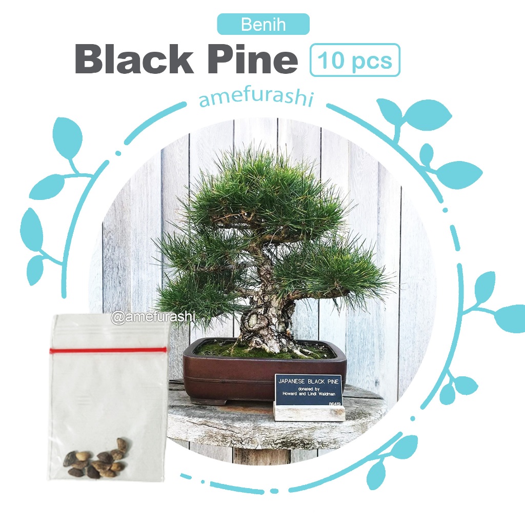 Jual Amefurashi Benih Biji Pohon Japanese Black Pine Cocok Untuk Bonsai ...