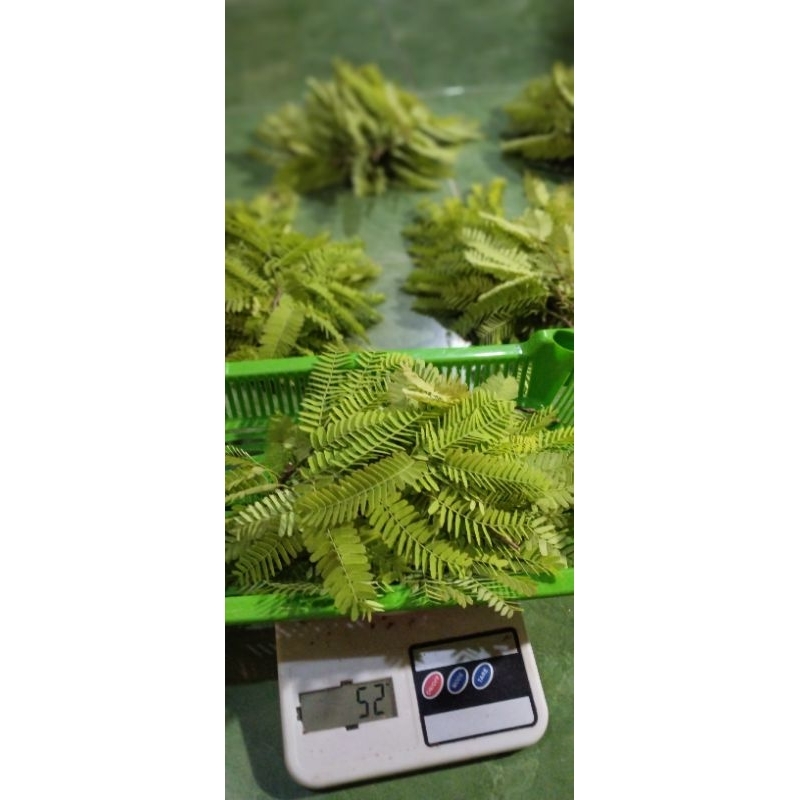 Jual daun asam yang muda, pucuk daun asam, daun sinom segar 50g ...