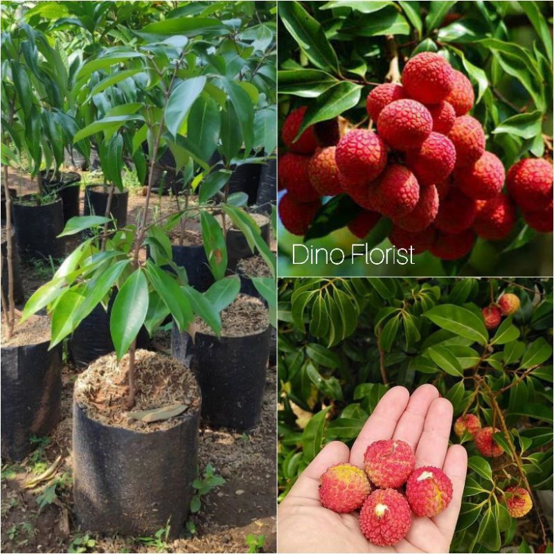 Jual Bibit Tanaman Buah Leci Kom / Dwarf Lychee / Lychee Kom ( Murah ...