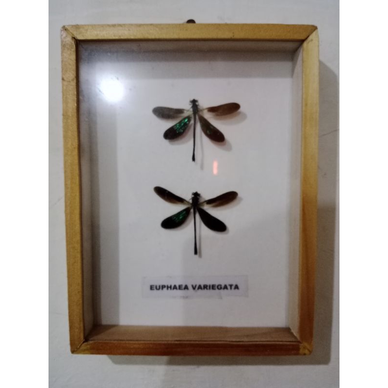 Jual taxydermi awetan Arthropoda capung eupaea variegata dalam pigura ...