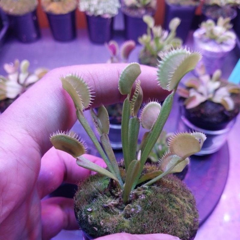 Jual Venus Flytrap Sharkteeth | Shopee Indonesia