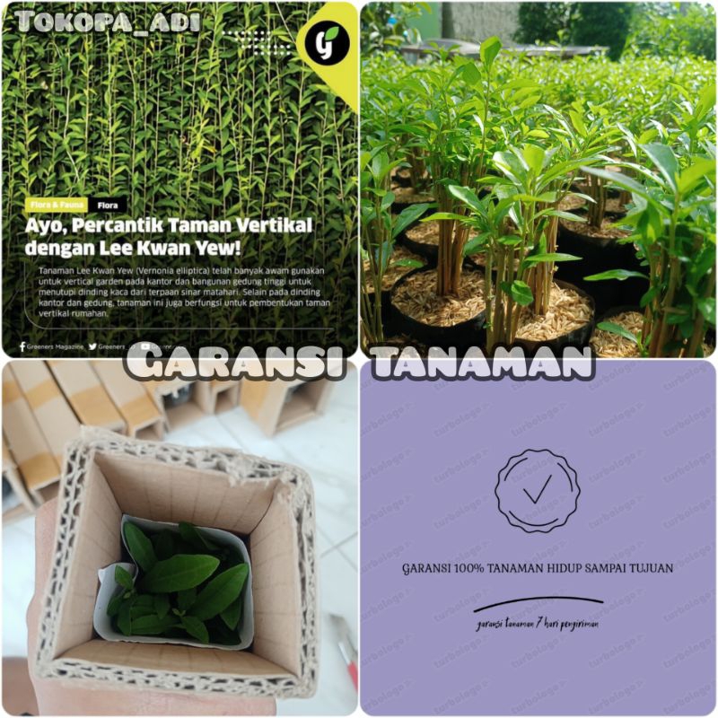 Jual TERMURAH!!! Tanaman hias lee kwan yew / li kwan yu / le kwan yu ...