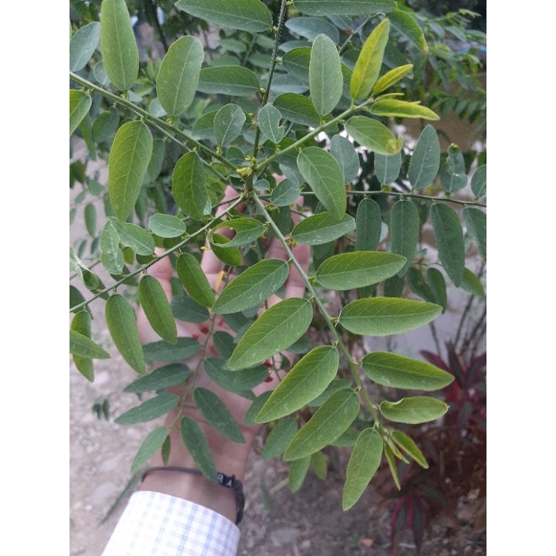 Jual Daun katuk 150 gr | Shopee Indonesia