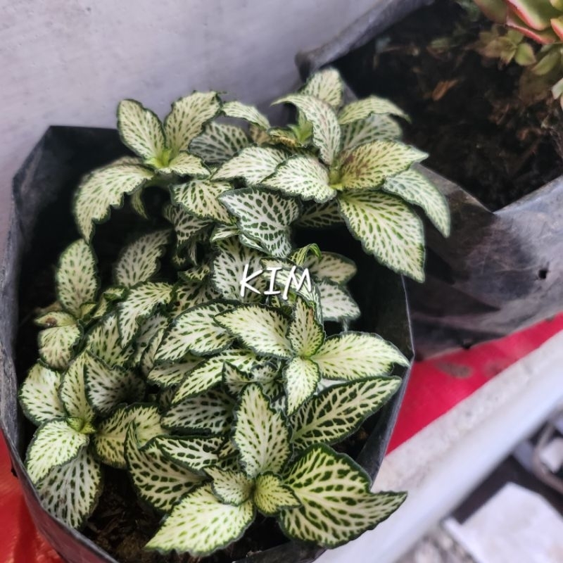 Jual snow anne | Fitonia Fittonia Putih Tanaman PaludariumTerarium dan ...