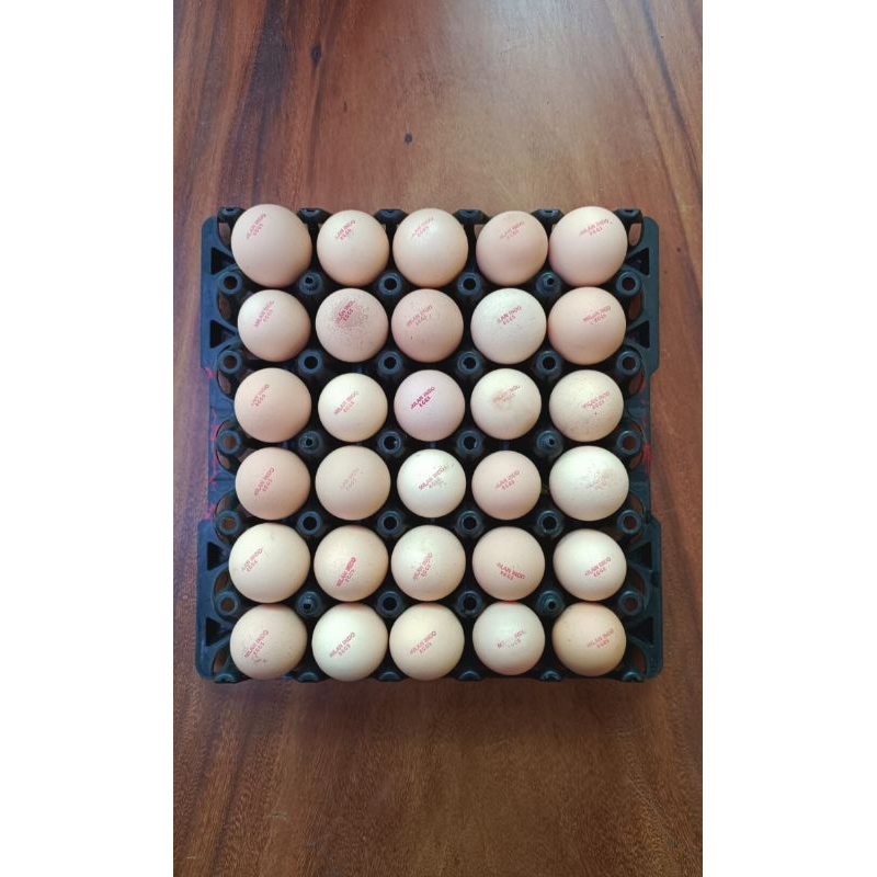 Jual Telur Ayam Omega 3, Grade putih (isi 30 butir) / tray | Shopee ...