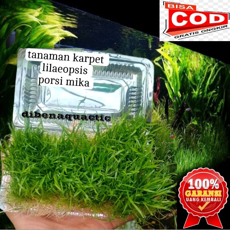 Jual Lilaeopsis brasiliensis-liliopsis tanaman karpet aquascape-tanaman ...