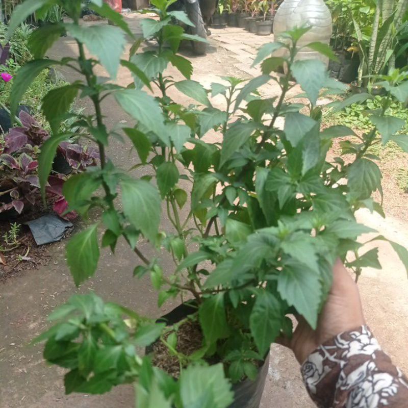 Jual RIMBUN Tanaman Herbal Kumis Kucing, tanaman kumis kucing, pohon ...